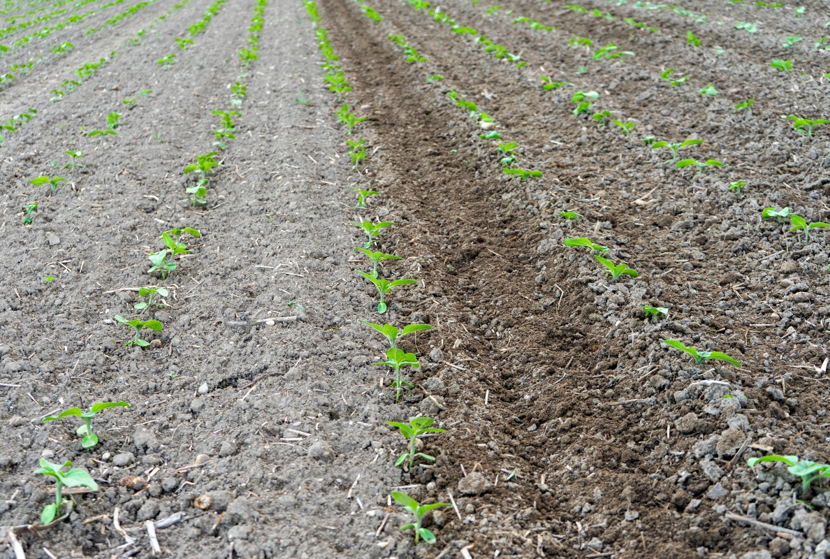 A hydraulic shift frame ensures consistently high precision | LECTURA Press