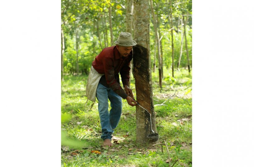 GRI’s GREEN X Circle Connects Rubber and Crop Farmers in Sri Lanka ...